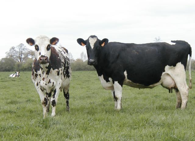 Descomplicando a Biotec: Vaca clonada na Argentina começa a produzir ...